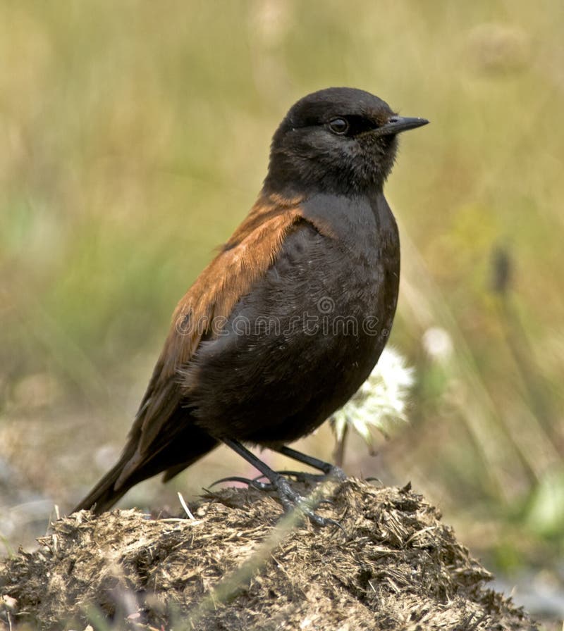 Austral Negrito Leciononia Rufa No Solo Foto de Stock - Imagem de ...