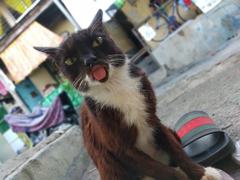 Negro Meowa Cute Catty Bleh Stock Photo - Image of meowa, negro: 165895678