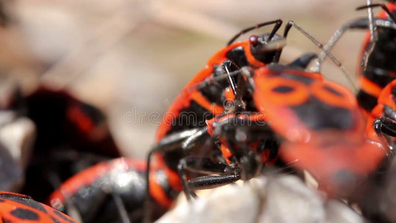 Negro-y-Rojo-insectos metrajes. Vídeo de insecto, antena - 45010248