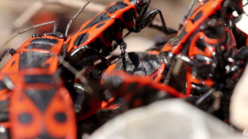 Negro-y-Rojo-insectos metrajes. Vídeo de insecto, antena - 45010248