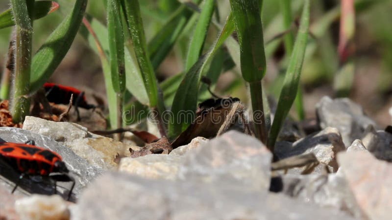 Negro-y-Rojo-insectos metrajes. Vídeo de insecto, antena - 45010248