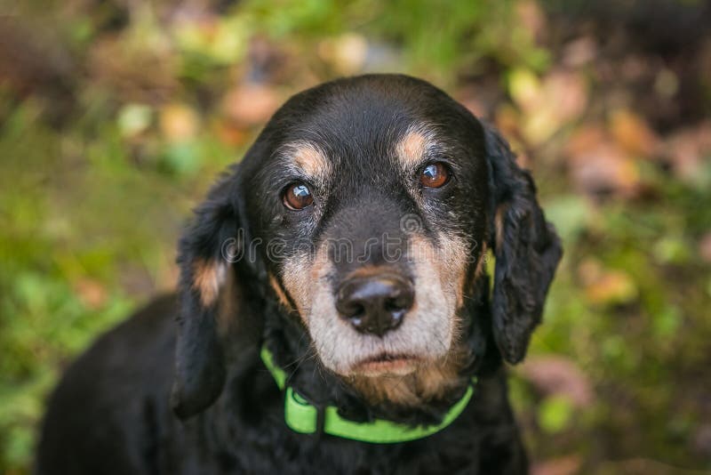 Negros Ingleses De Mirada Tristes Y Broncean El Perro De Cocker Spaniel ...