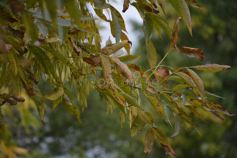 Negundo Maple Pendant .Acer Negundo Tree Box Elder or Ashleaf Maple ...