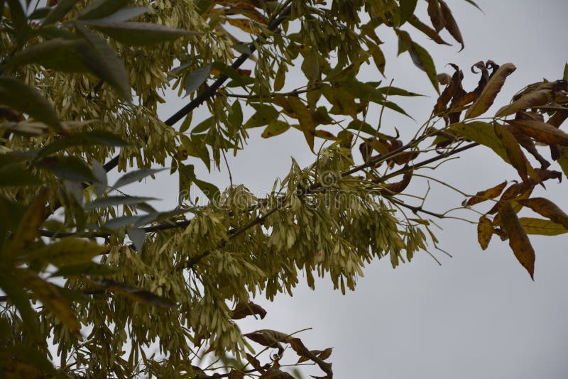 Negundo Maple Pendant .Acer Negundo Tree Box Elder or Ashleaf Maple ...