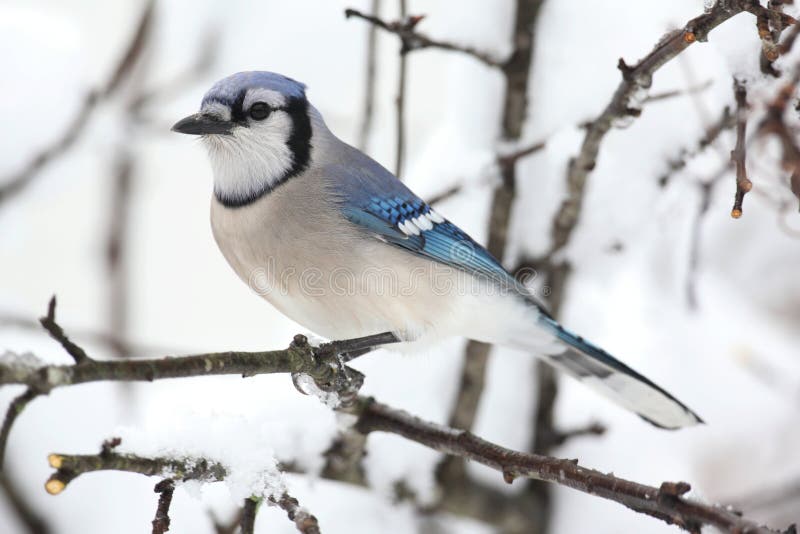 Jay bleu dans la neige photo stock. Image du songbird - 16814454