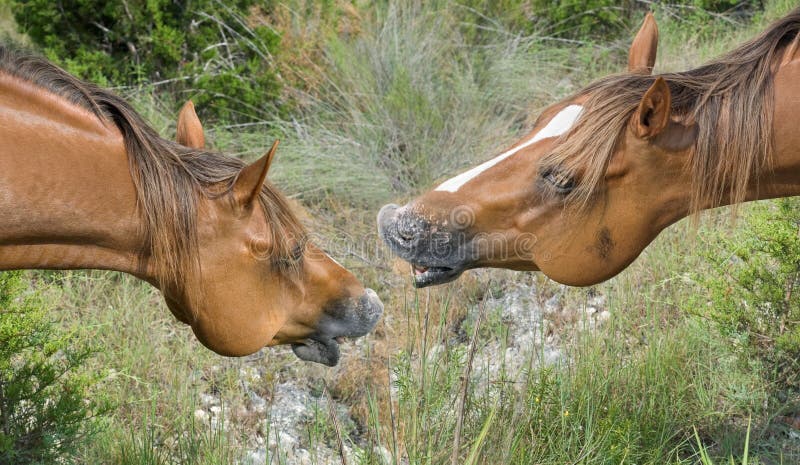 Neigh stock image. Image of animal, horse, interaction - 15571611