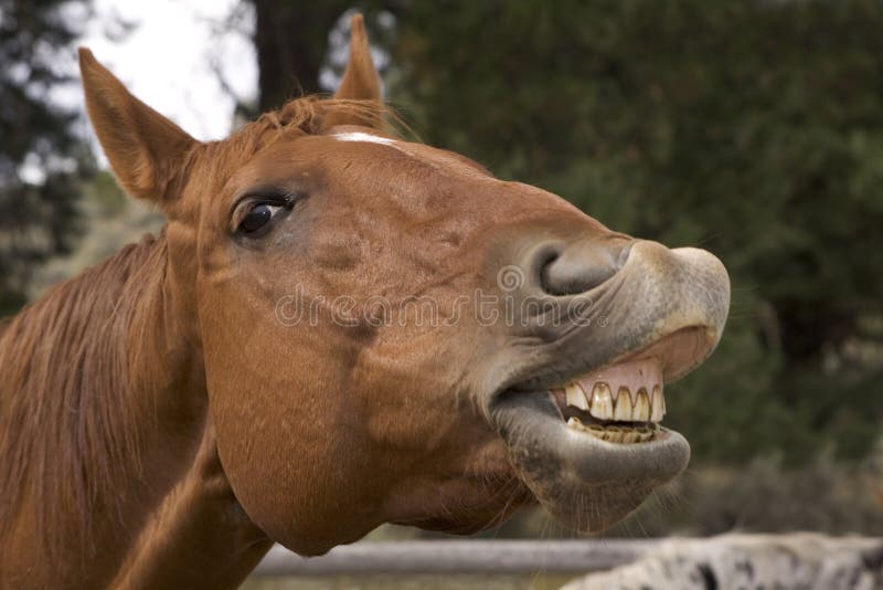Neigh! stock photo. Image of neigh, head, teeth, equine - 461576
