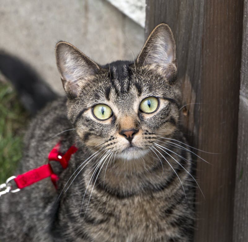 Neighbor cat stock photo. Image of kitty, leashed, portrait - 102979166