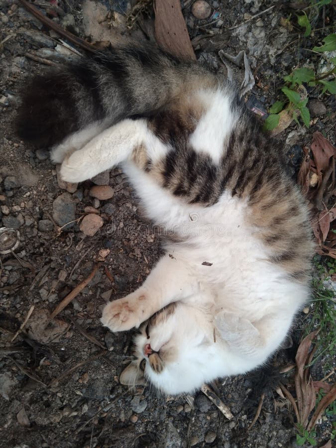 Neighbor Cat Playing Outside Stock Photo - Image of outside, grass ...