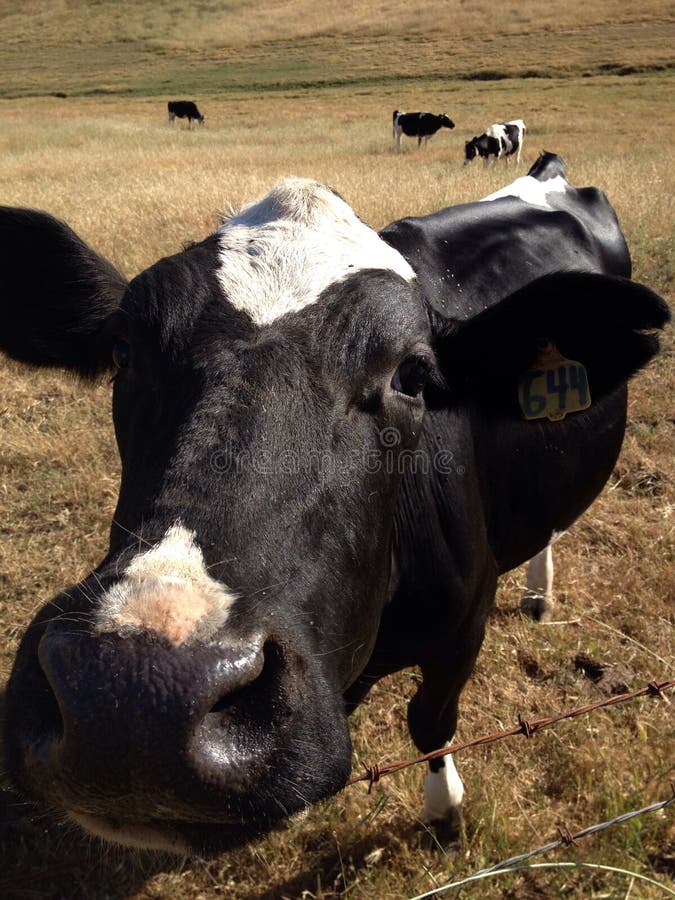 Neighbor stock image. Image of farm, sunset, country - 42561531