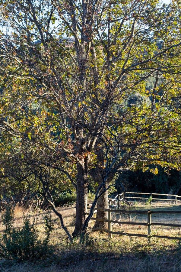 Neighbor Trees Talk Over the Fence Stock Photo - Image of scenario ...