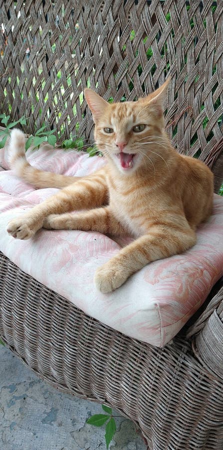 Neighborhood Stray Kitty so Sweet Stock Photo - Image of wildcat ...