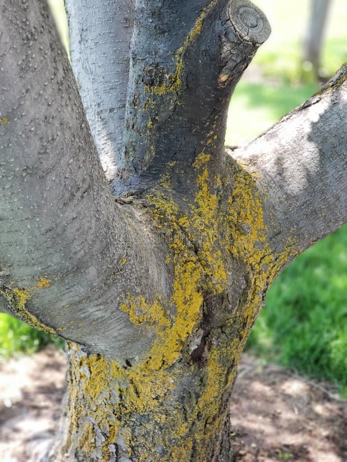 The Neighborhood Tree stock photo. Image of trunk, tree - 187695020