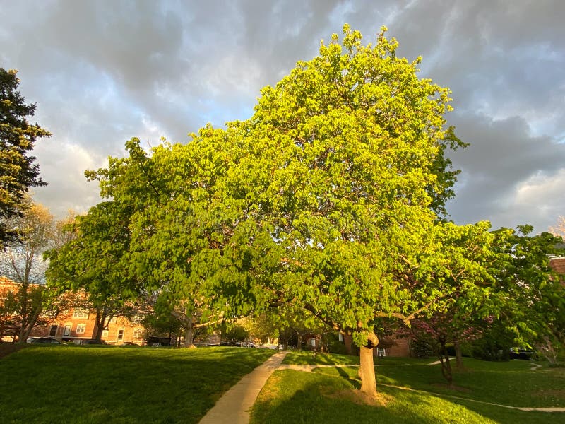 Neighborhood Tree at Sunset Stock Photo - Image of tree, path: 245821408