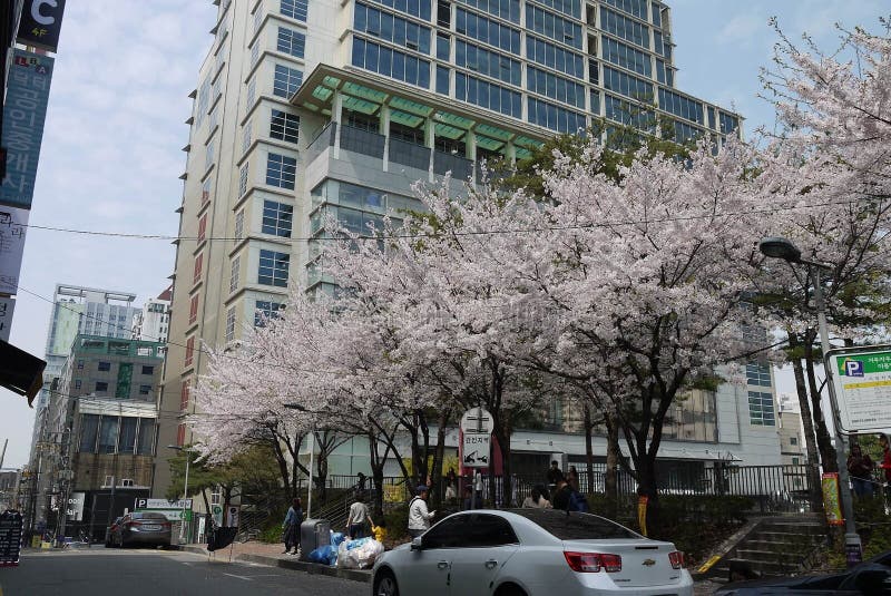 Neighbourhood in Korea in Spring Editorial Photography - Image of ...
