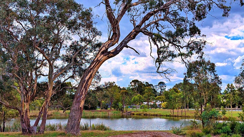 A Neighbourhood Suburban Park with Preserved Native Trees Stock Image ...