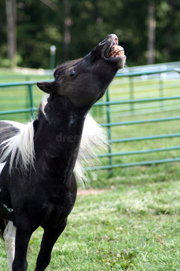 2+ Horse neighing Free Stock Photos - StockFreeImages