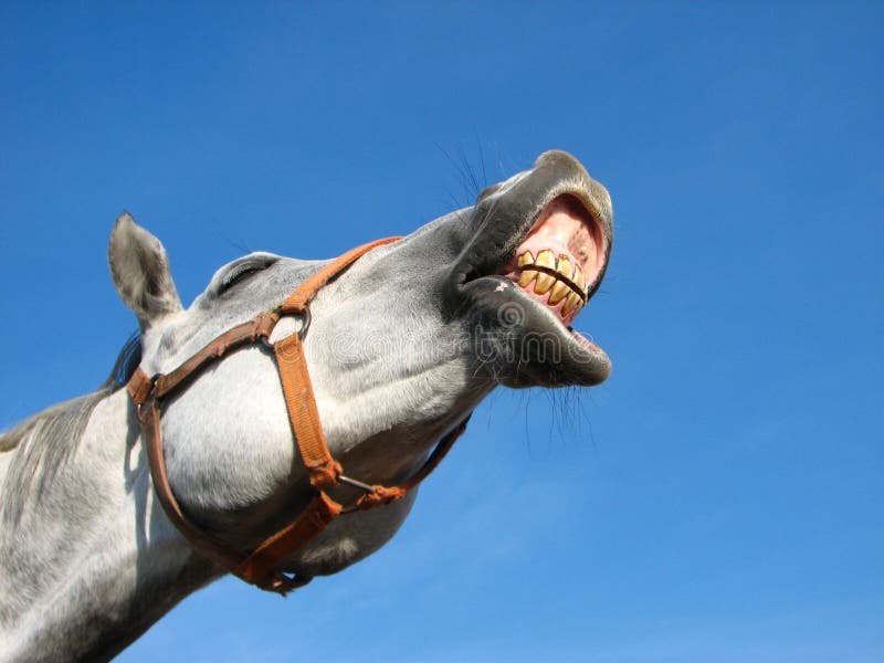 Neighing horse stock photo. Image of teeth, grey, smile - 4193724