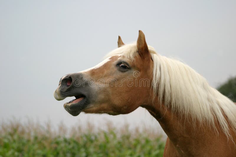 Neighing horse stock image. Image of enclosure, breed, haflinger - 802367