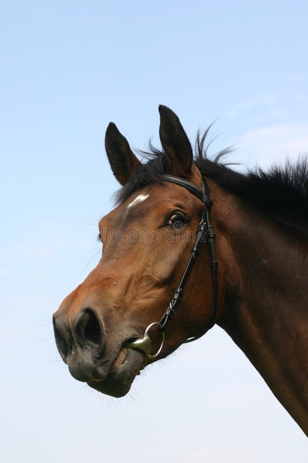 2+ Horse neighing Free Stock Photos - StockFreeImages