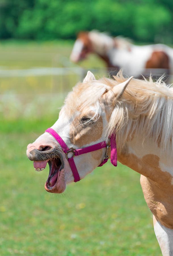 Neighing horse stock image. Image of enclosure, breed, haflinger - 802367