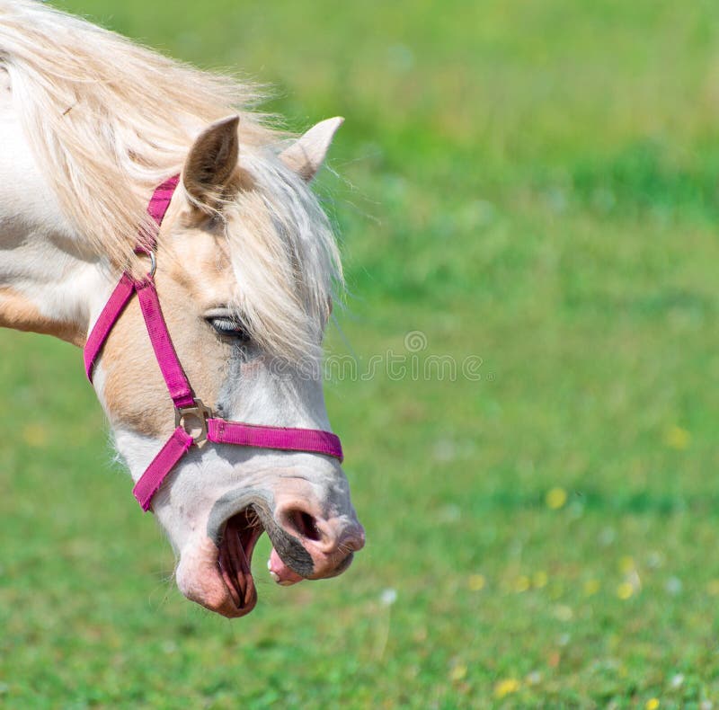 Neighing horse stock image. Image of enclosure, breed, haflinger - 802367