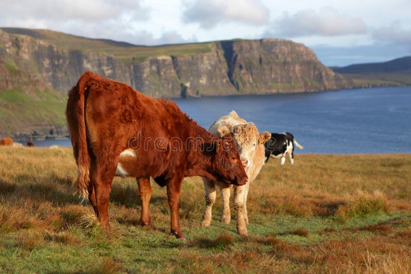 Neist Point, Isle of Skye, Scotland Stock Photo - Image of neist ...