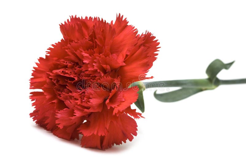 Röd nejlika arkivfoto. Bild av nejlika, porslin, kryddnejlika - 32198402
