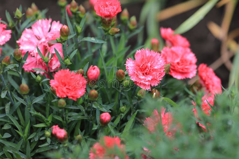Nejlika fotografering för bildbyråer. Bild av flygplats - 102764075