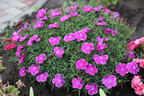 Nejlika arkivfoto. Bild av rött, nejlika, natur, symboliserar - 102764090