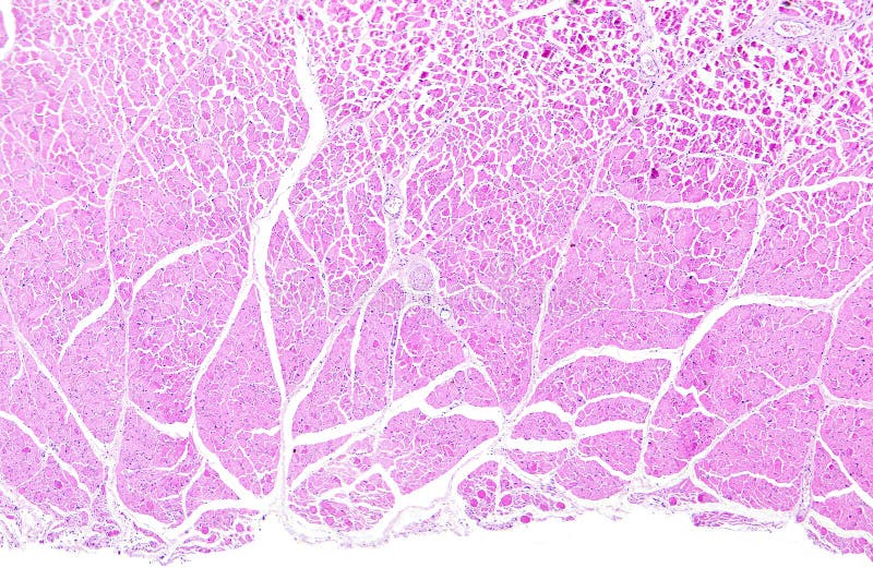 Tumor-Nekrose-Faktor (3d Struktur), Immunzelleregler, Wechselstrom ...