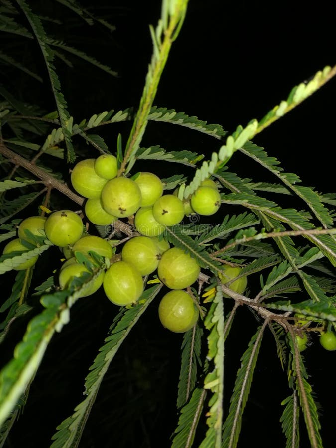 162 Nelli Roono Stock Photos - Free & Royalty-Free Stock Photos from ...