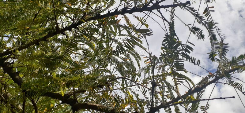 Nelli Tree Green Natural Leaf Stock Image - Image of leaf, natural ...