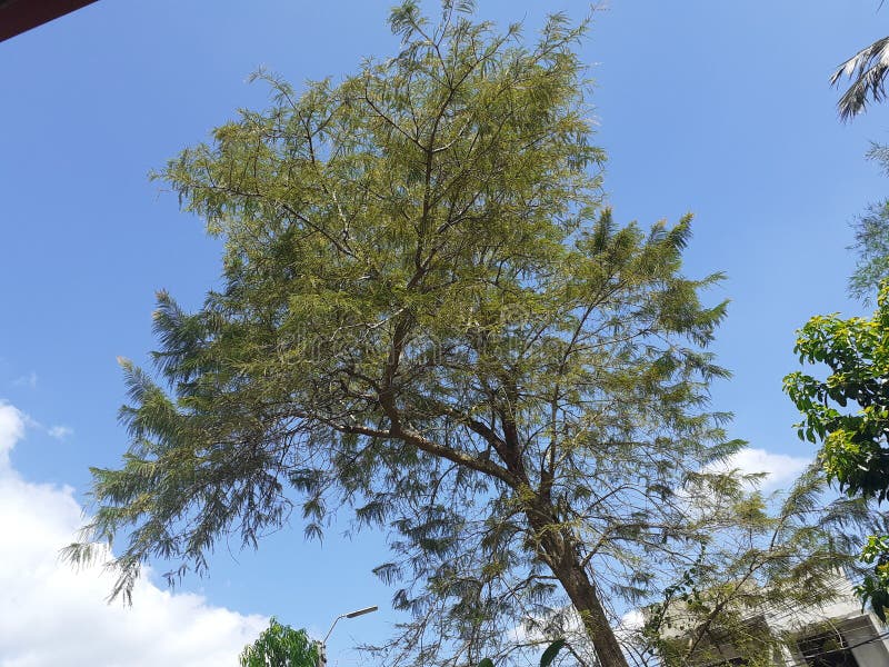 Nellie tree stock photo. Image of nellie, beautiful - 237819876