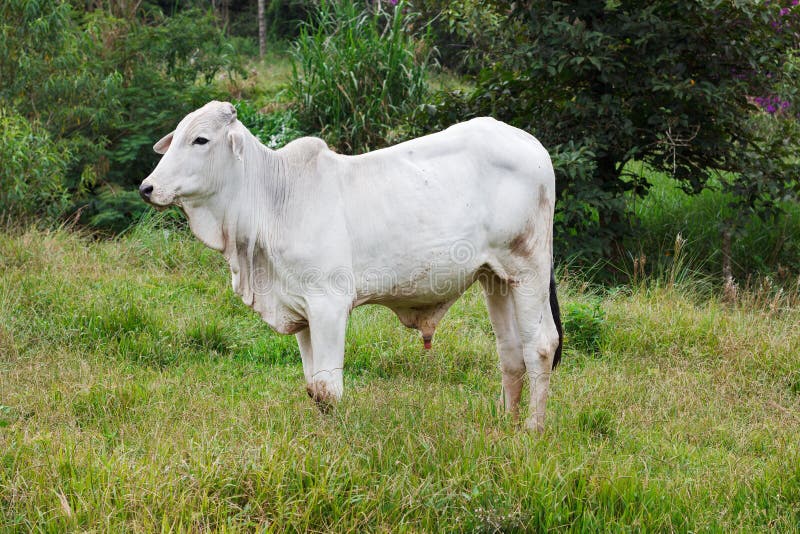 Nellore - Brazilian Beef Cattle Bull in Field Stock Photo - Image of ...