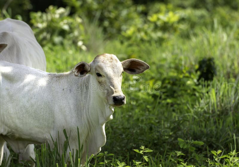 Nelore Cattle Calf on Pasture Stock Image - Image of care, farming ...