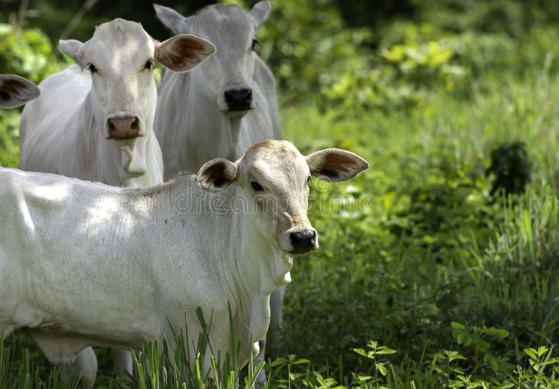 Nelore Cattle Calf on Pasture Stock Photo - Image of hungry, field ...