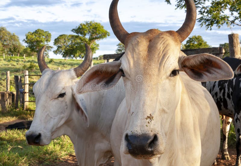 Nelore Cattle in Corral, White Cow Stock Image - Image of taurus ...