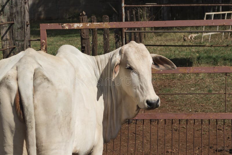 Nelore Cattle on farm stock image. Image of natural, concept - 92179697