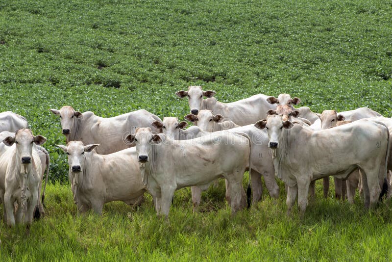 Nelore cattle stock photo. Image of america, animal, economy - 92341072