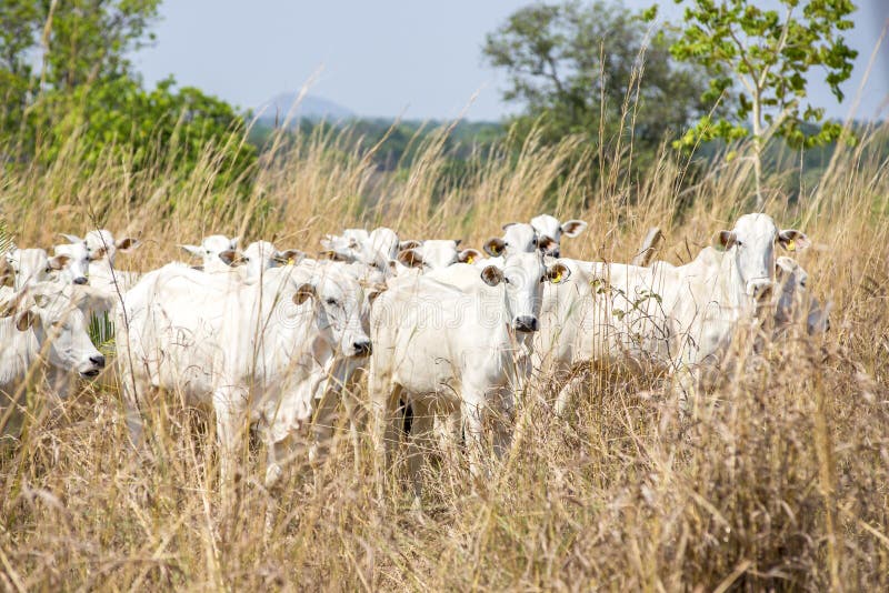 Nelore Cattle Looking at Camera on Pasture, White Cow Stock Photo ...