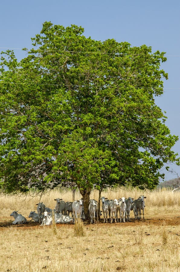 Nelore Cattle Resting Under a Tree on Pasture, White Cow Stock Image ...