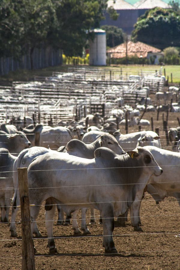 Nelore cattle editorial photo. Image of beef, agribusiness - 63418496