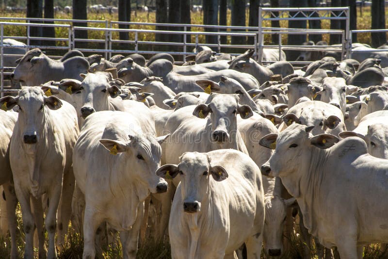 Red angus cattle stock photo. Image of pasture, fresh - 27331786