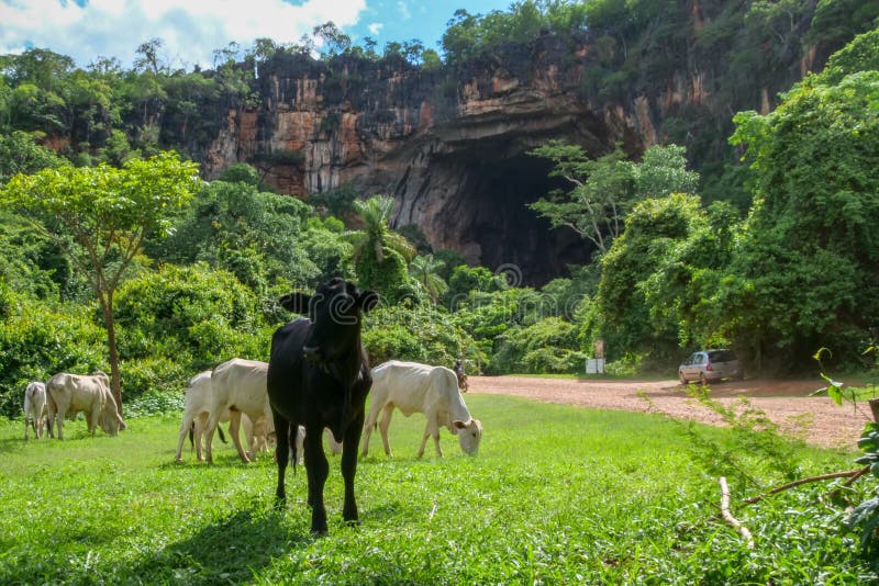 Nelore or Nellore Cattle Grazing on Green Grass in Brazil Stock Image ...
