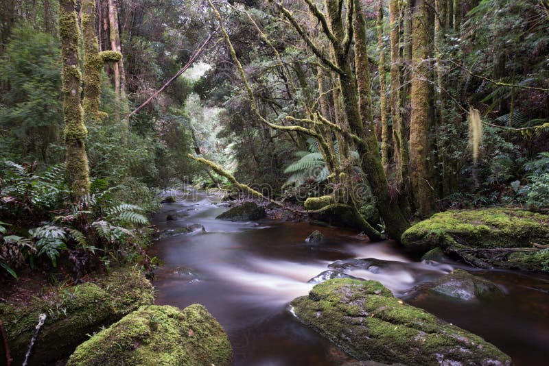 Nelson Waterfall in Tasmania Stock Image - Image of flowing, moss: 93991739