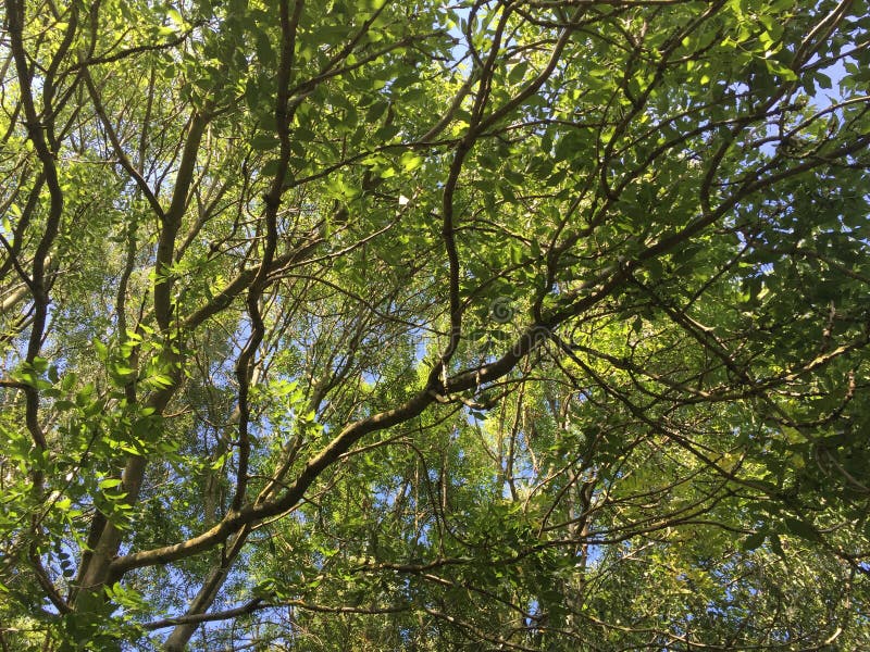 Nelson woods cramlington stock photo. Image of northumberland - 57876392