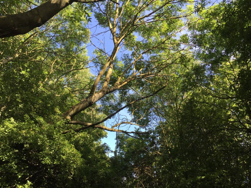 Nelson woods cramlington stock photo. Image of birch - 57876406