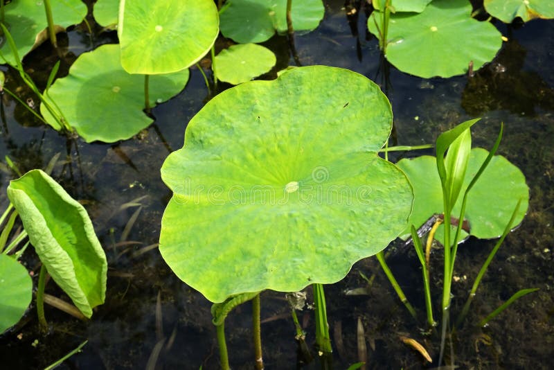 Nelumbo nucifera leaves stock photo. Image of flower - 185242000
