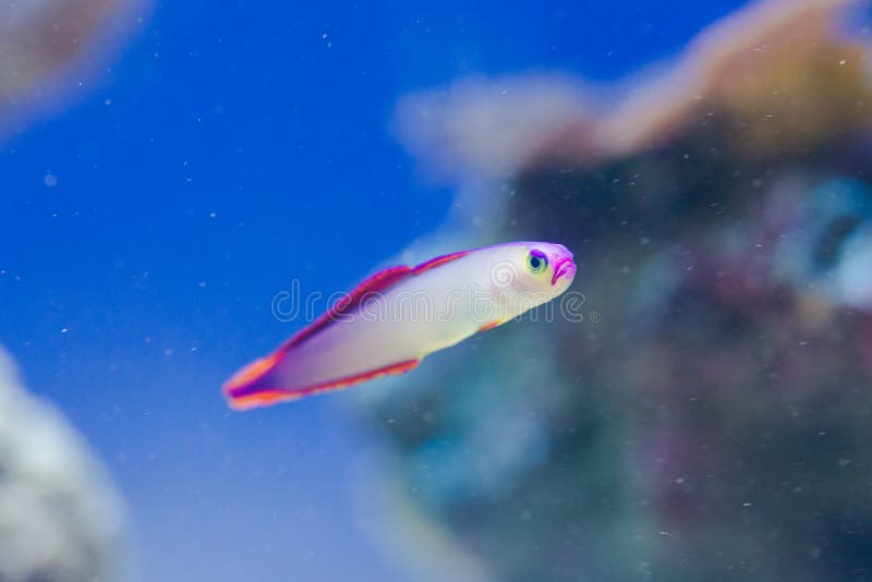 Elegant Firefish (Nemateleotris Decora). Stock Photo - Image of fish ...